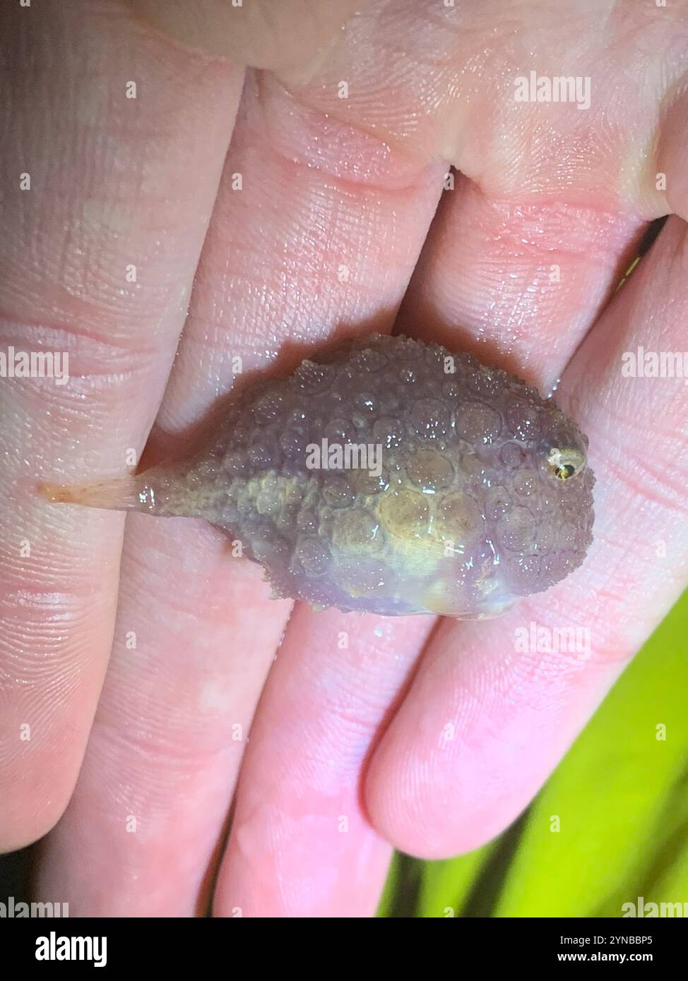 Spiny lumpsucker hi-res stock photography and images - Alamy