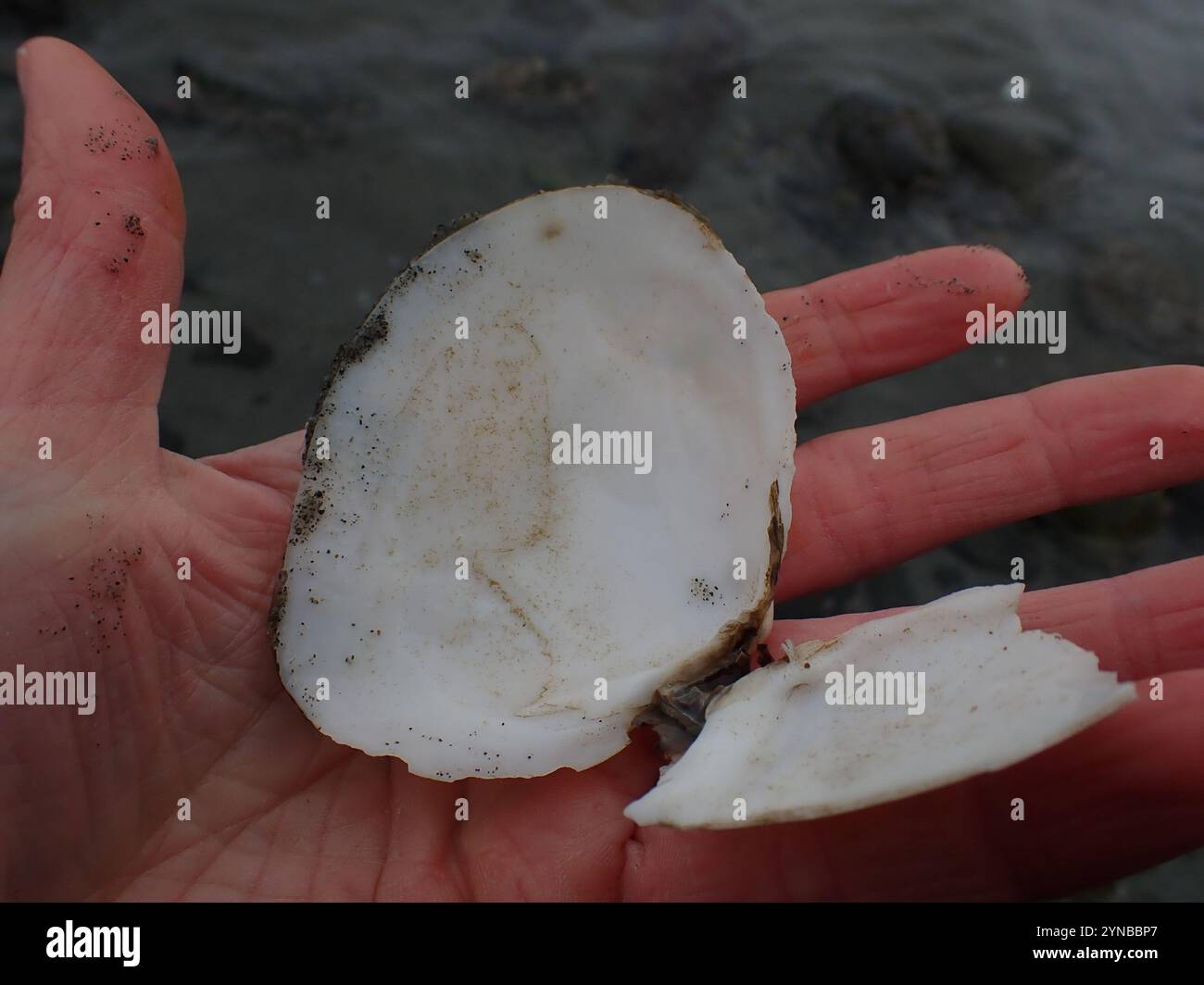 White Macoma (Rexithaerus secta Stock Photo - Alamy