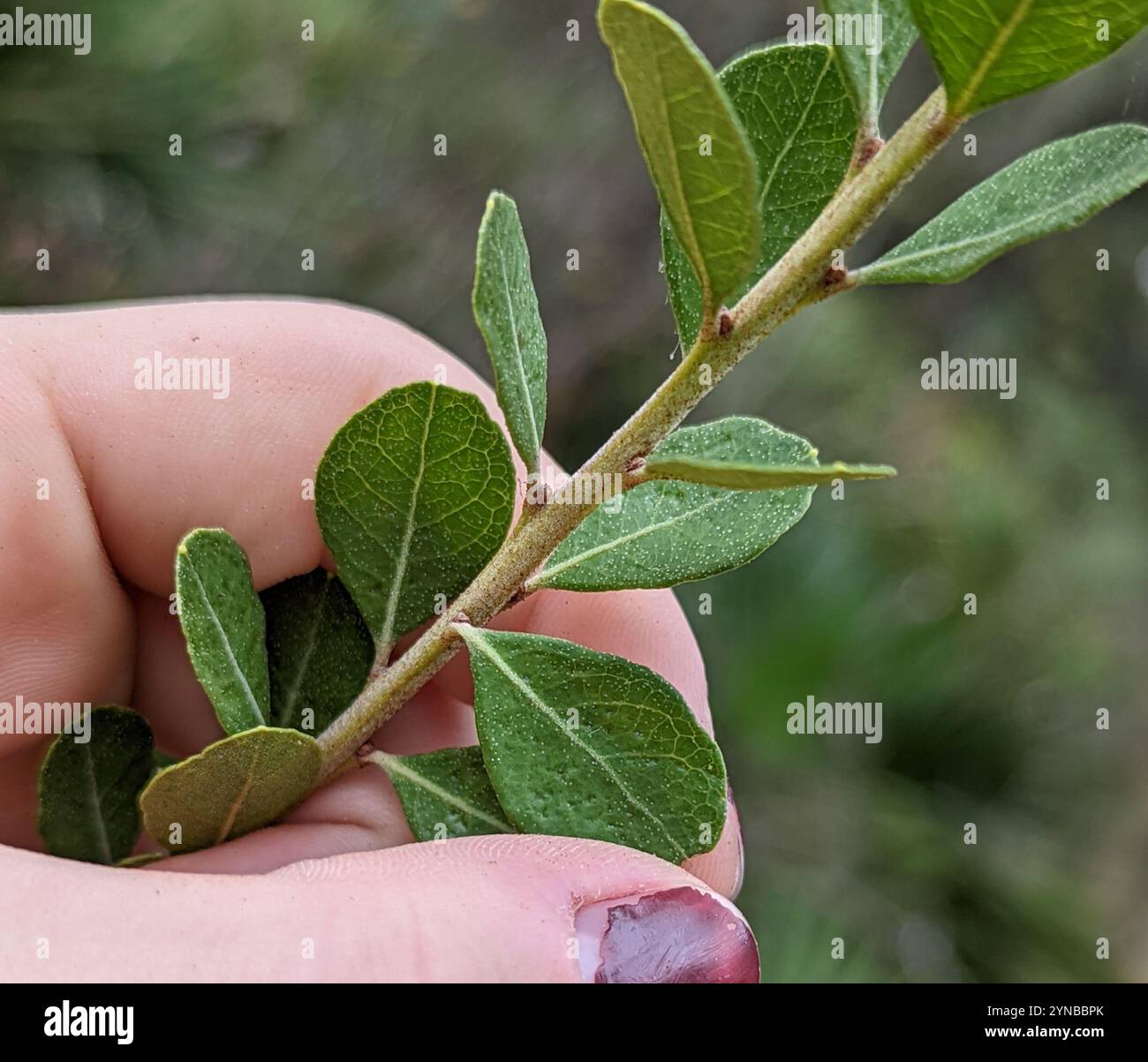 coastal plain staggerbush (Lyonia fruticosa Stock Photo - Alamy