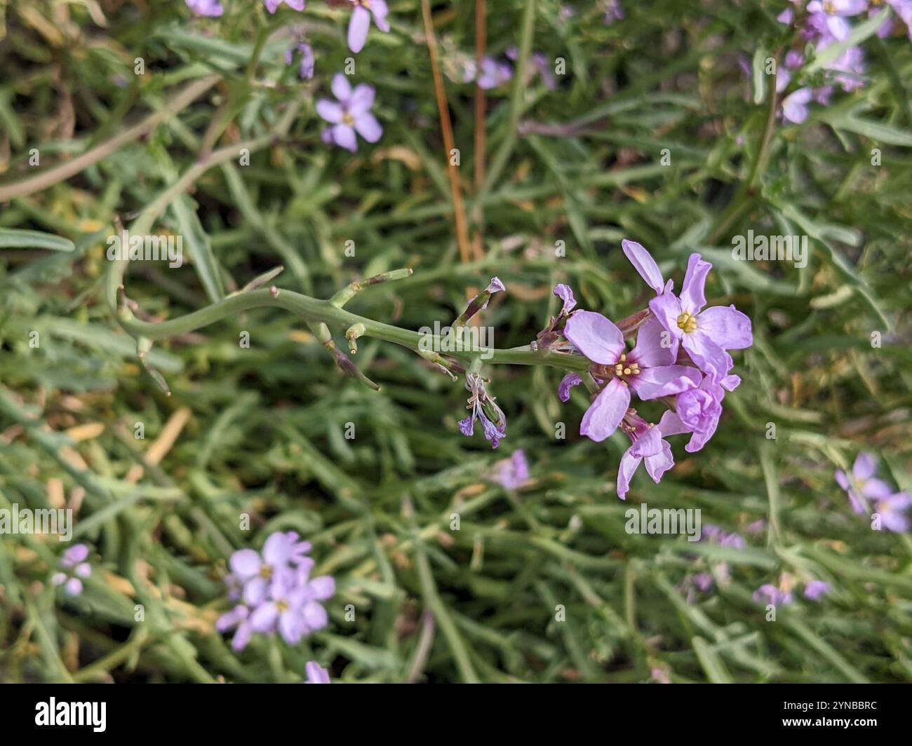 European Searocket (Cakile maritima Stock Photo - Alamy