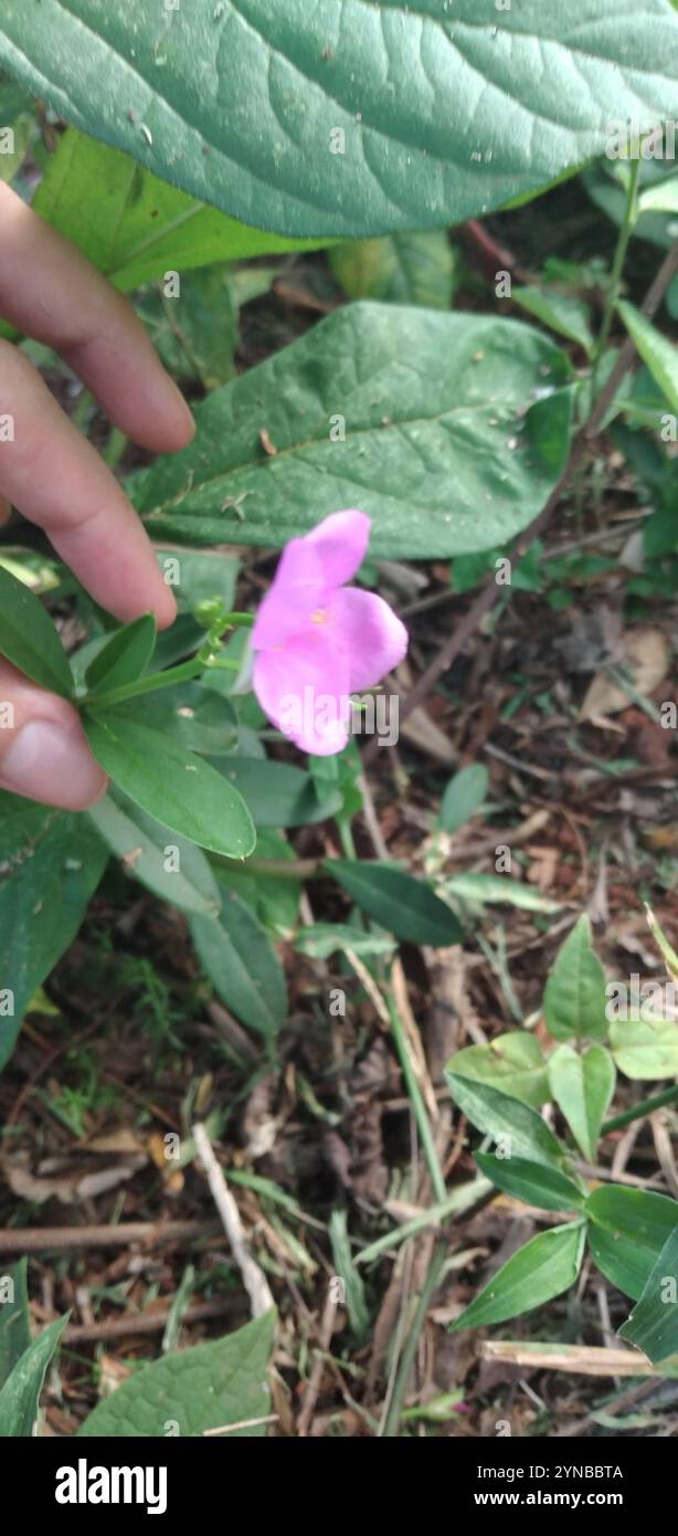 Philippine spinach (Talinum fruticosum Stock Photo - Alamy
