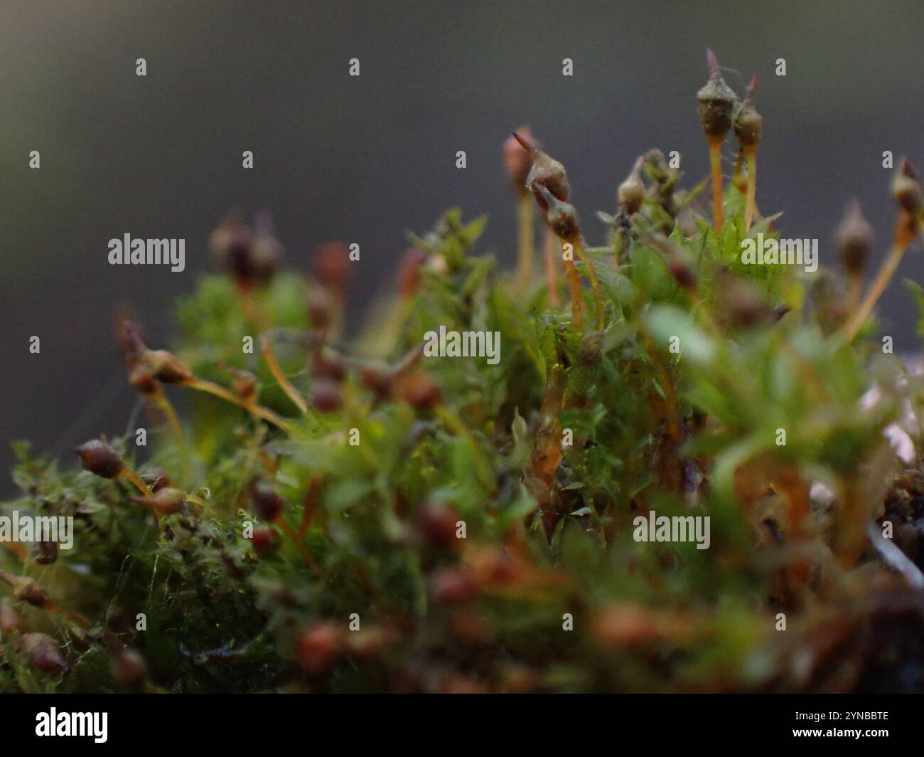 Common Pottia (Tortula truncata Stock Photo - Alamy