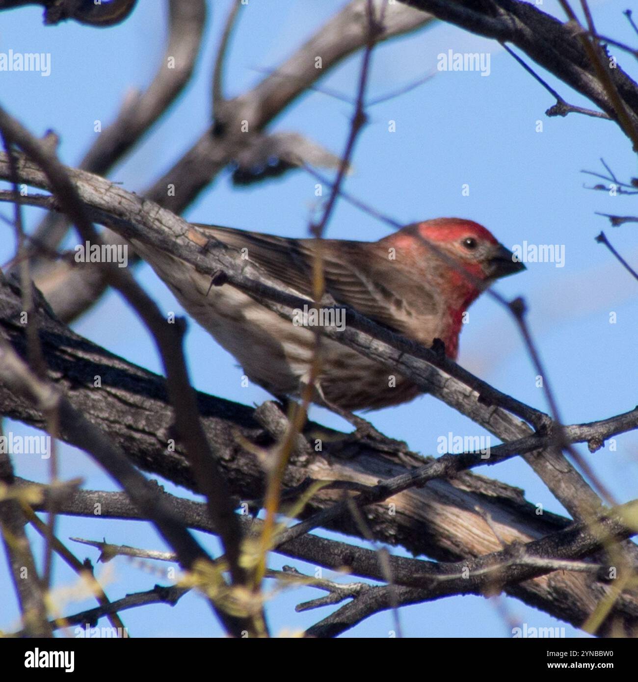 House Finch (Haemorhous mexicanus Stock Photo - Alamy