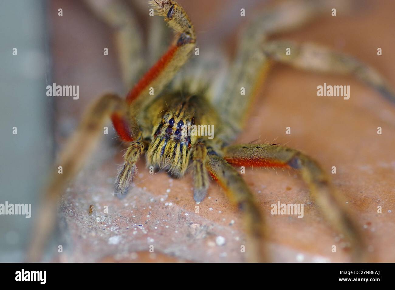 Cupiennius coccineus hi-res stock photography and images - Alamy