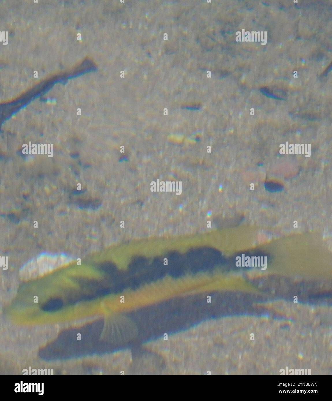 Redside Cichlid (Amphilophus istlanus Stock Photo - Alamy