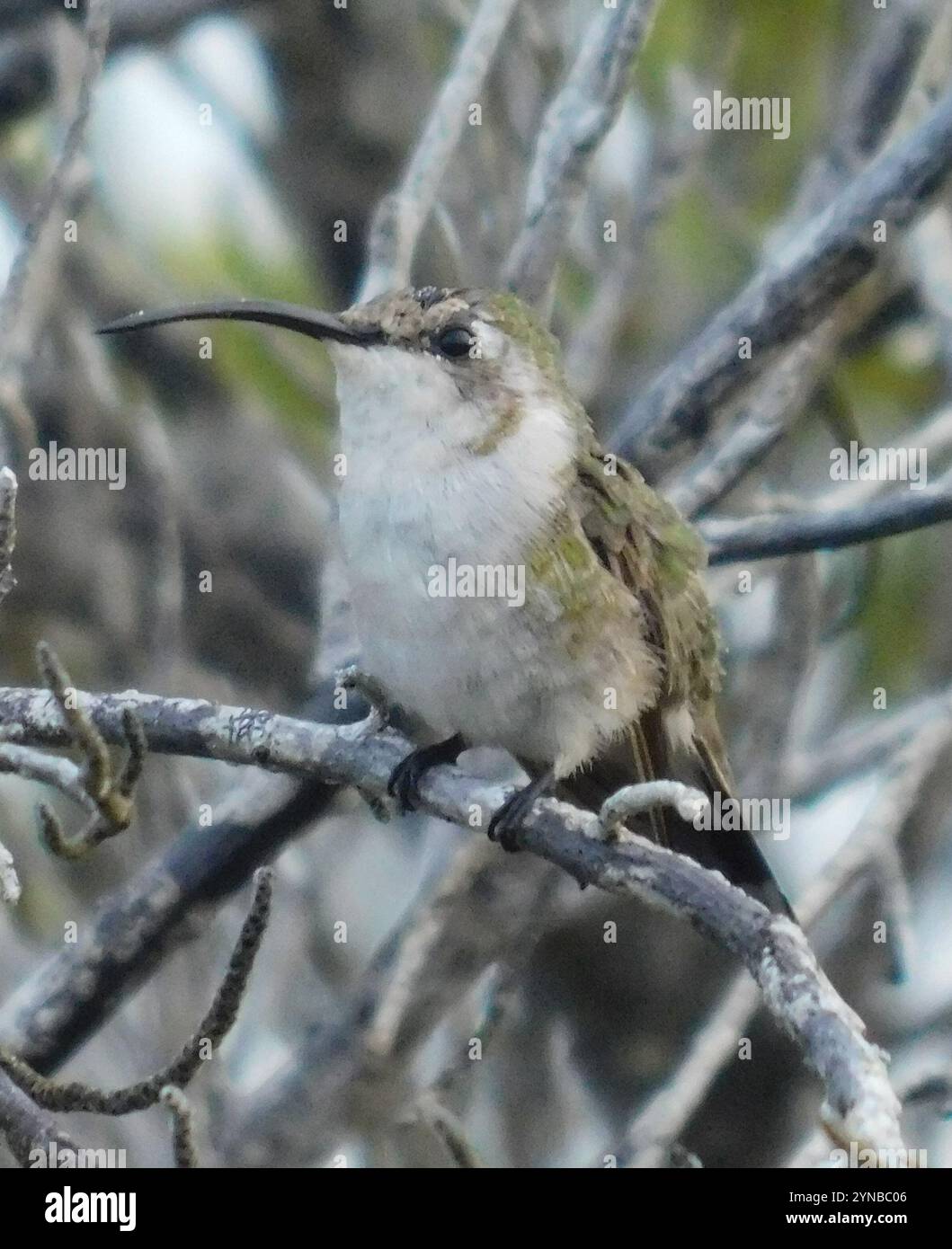 Mexican Sheartail (Doricha eliza Stock Photo - Alamy