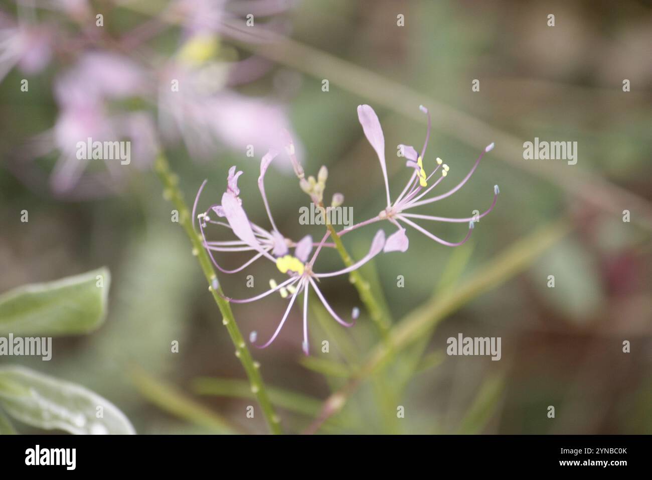 Hairy Spindlepod (Cleome hirta Stock Photo - Alamy