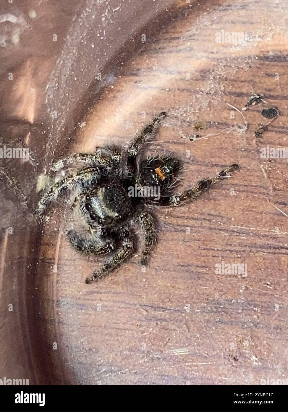 Bold Jumping Spider (Phidippus audax Stock Photo - Alamy