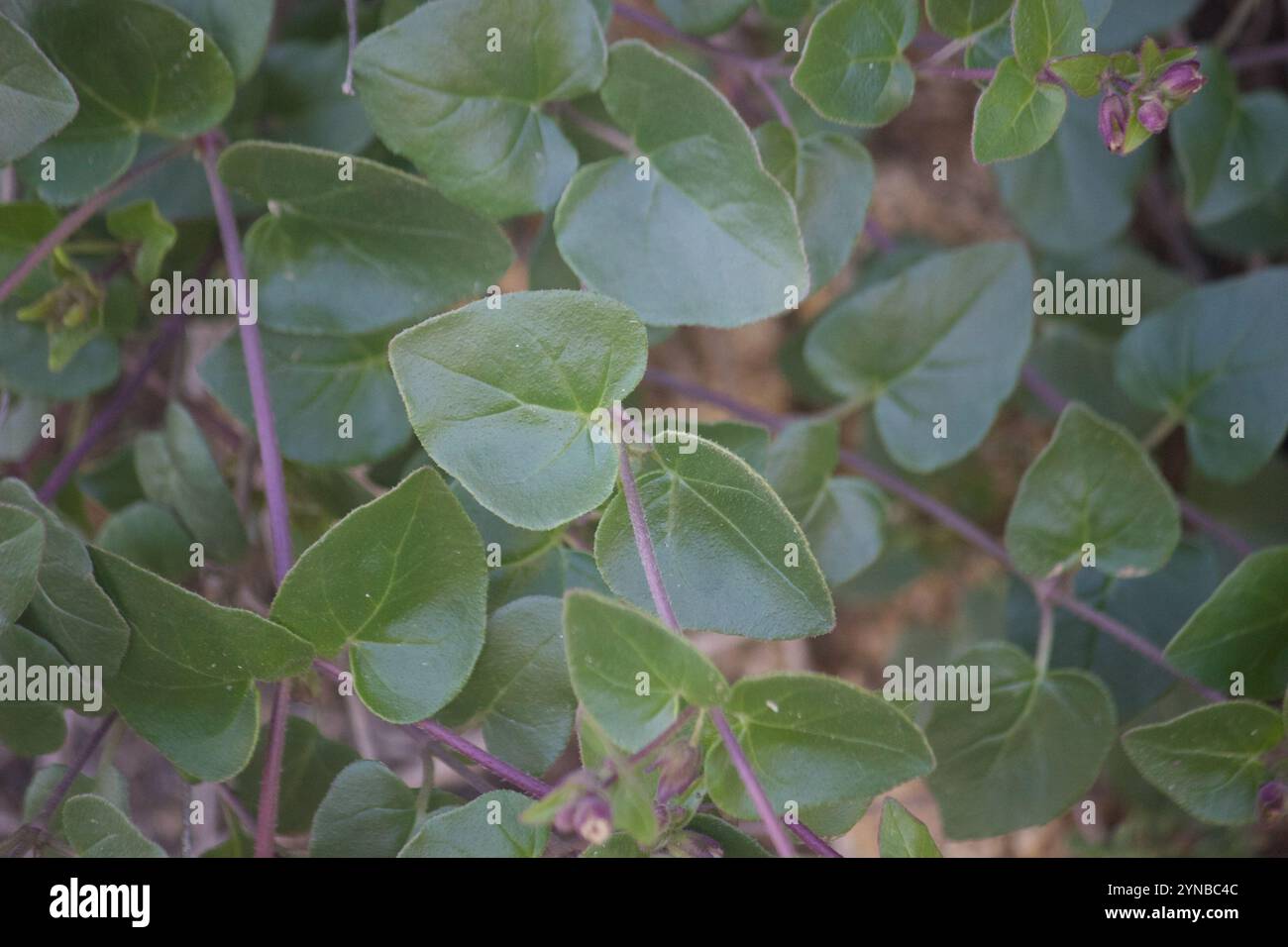 Wishbone Bush (Mirabilis laevis Stock Photo - Alamy