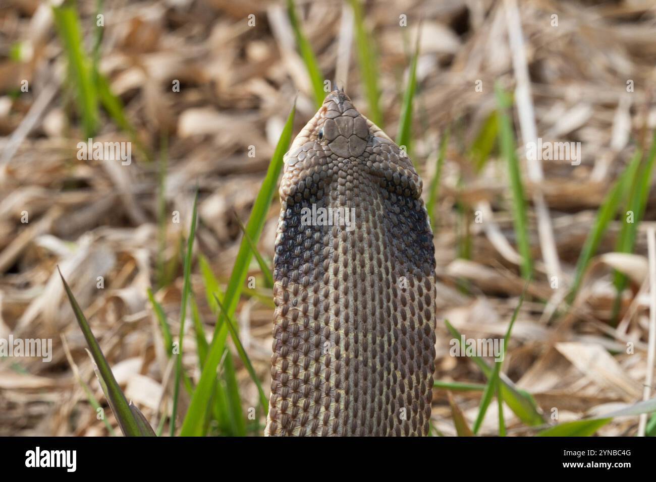 Eastern hognose snake hi-res stock photography and images - Alamy