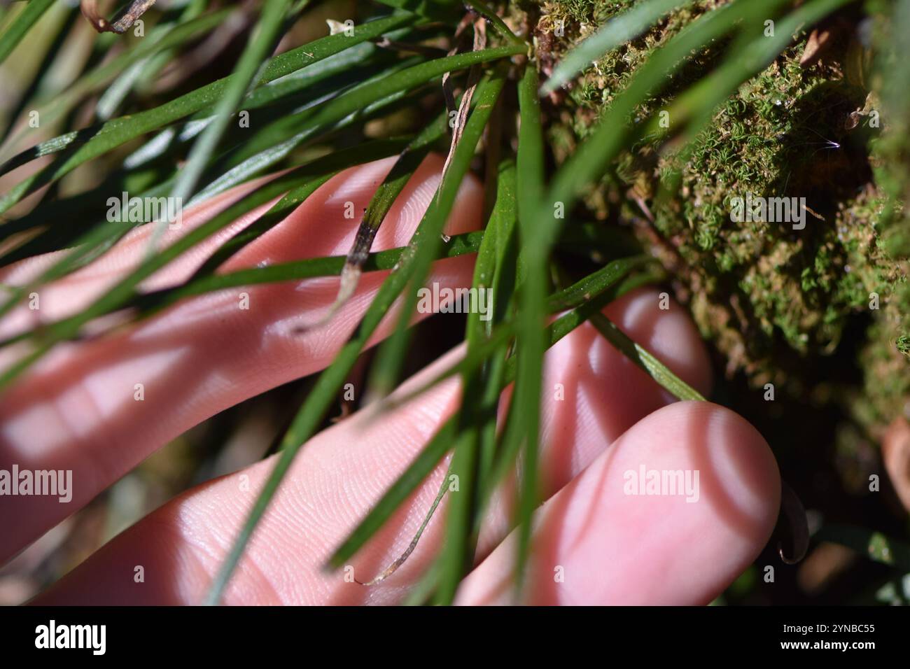 Shoestring Fern (Vittaria lineata Stock Photo - Alamy