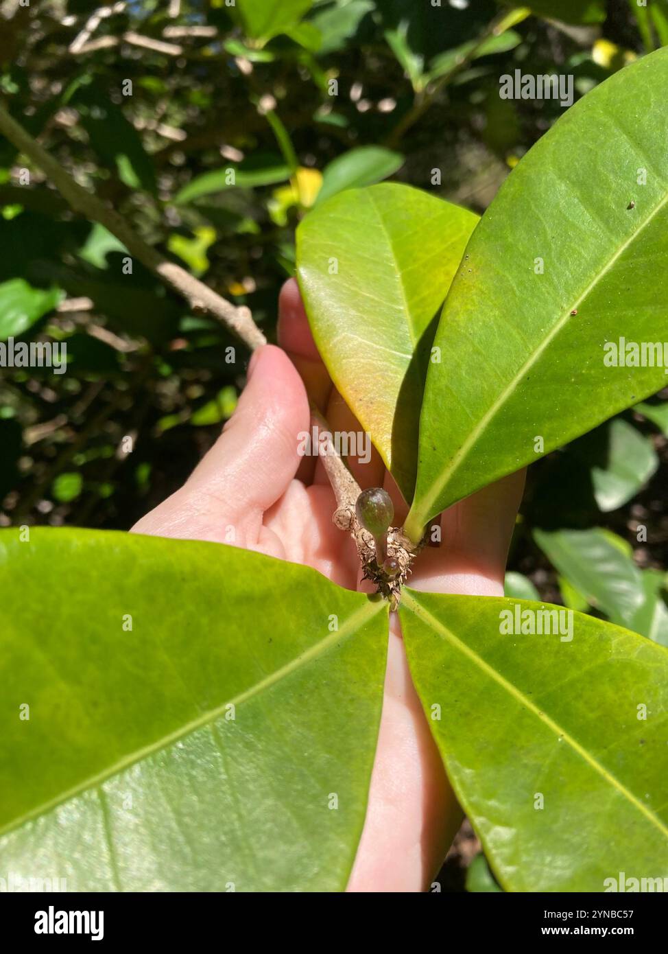 black calabash (Amphitecna latifolia Stock Photo - Alamy