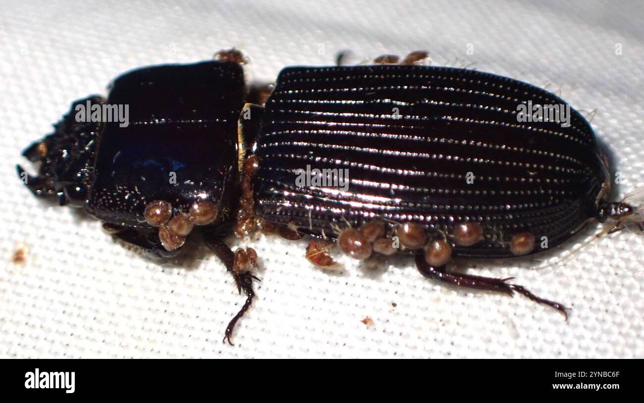 Bess Beetles (Passalidae Stock Photo - Alamy