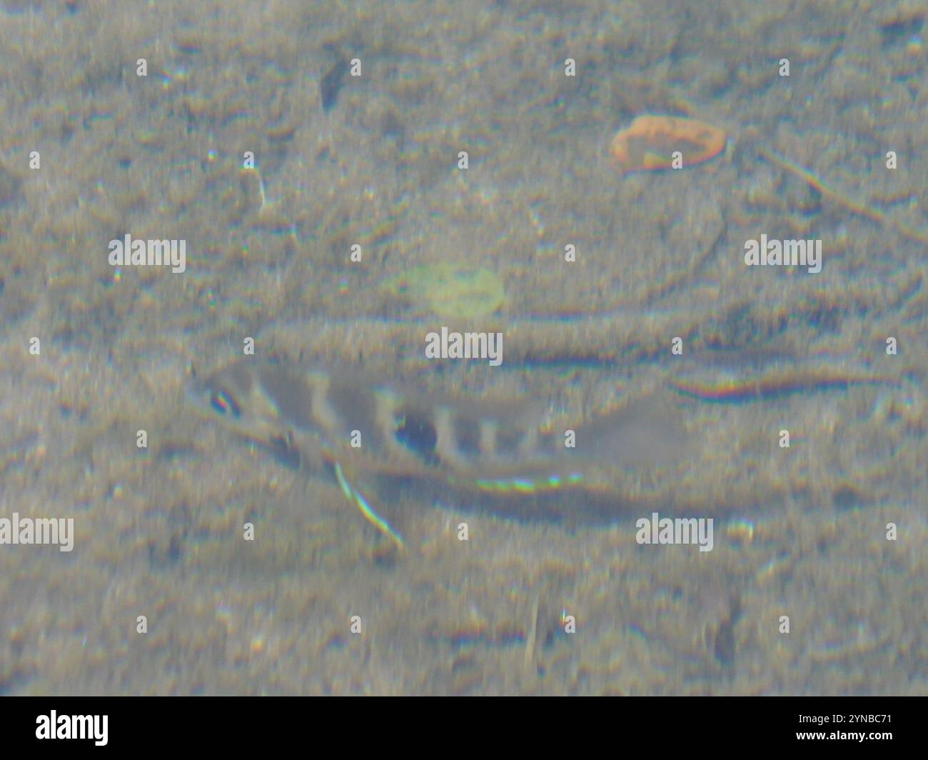 Spotcheek Cichlid (Thorichthys maculipinnis Stock Photo - Alamy