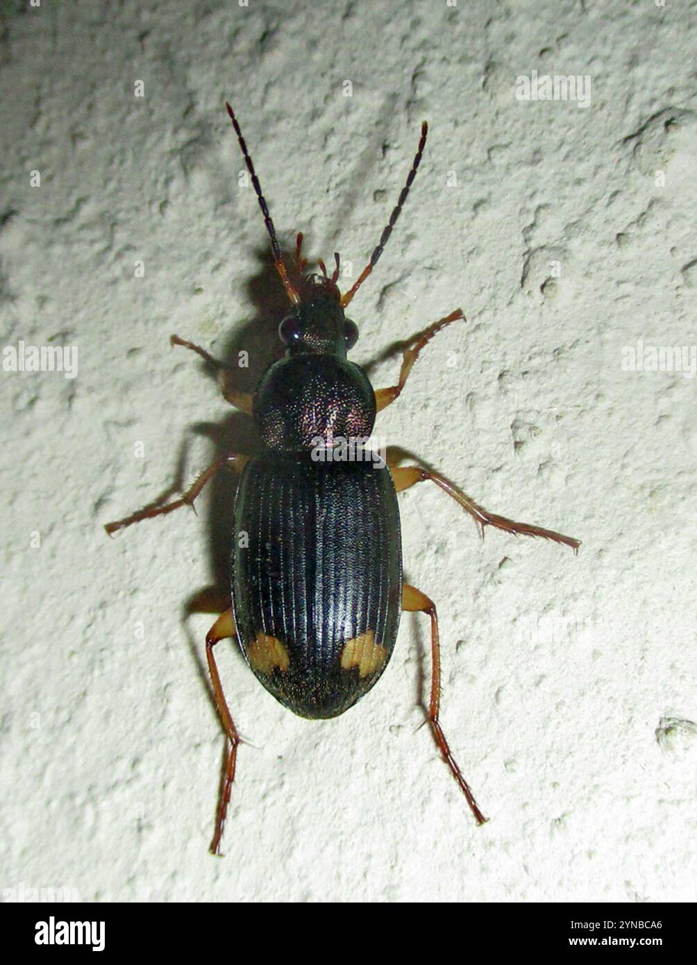 Vivid Metallic Ground Beetles (Chlaenius Stock Photo - Alamy