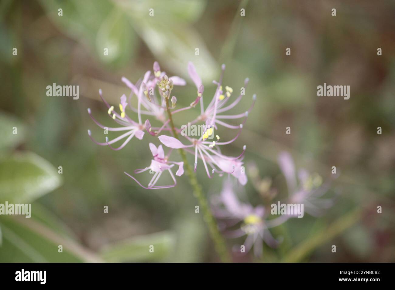 Hairy Spindlepod (Cleome hirta Stock Photo - Alamy