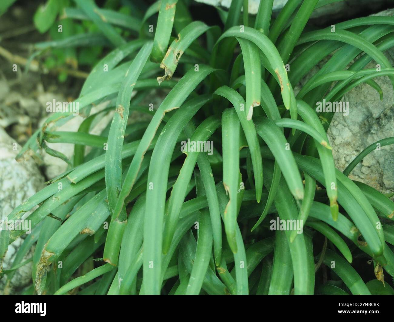Winter Daffodil (Sternbergia lutea lutea Stock Photo - Alamy