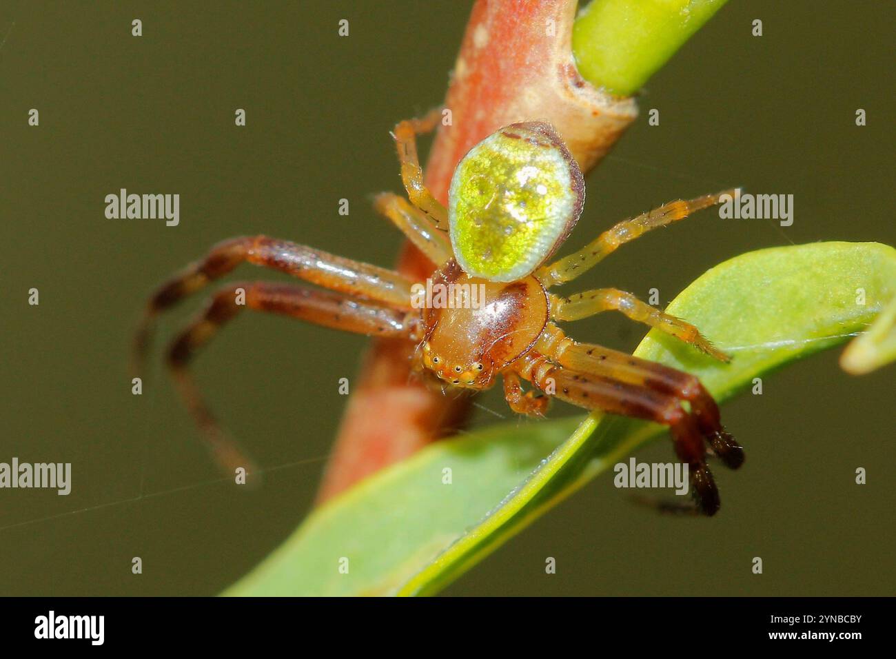 Ebrechtella tricuspidata hi-res stock photography and images - Alamy