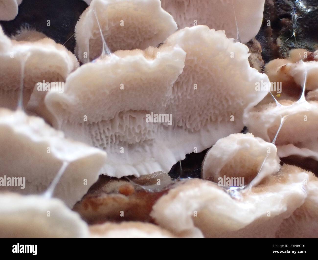 shelf fungi (Polyporales Stock Photo - Alamy