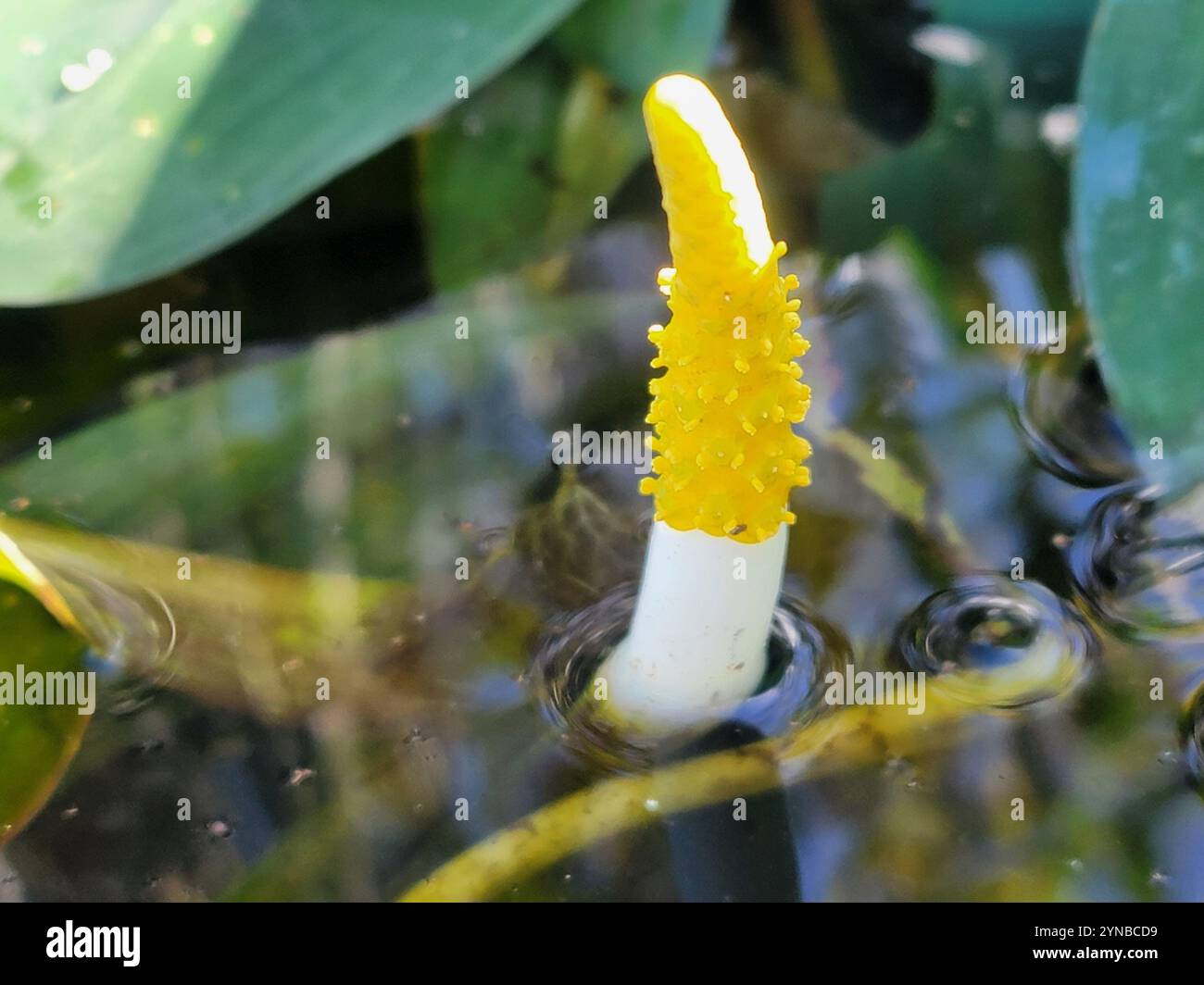Orontium golden club hi-res stock photography and images - Alamy