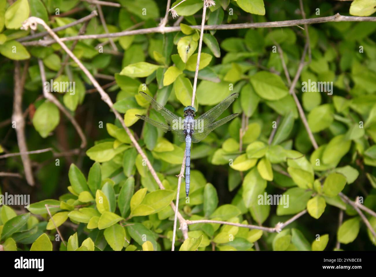 Slender blue skimmer hi-res stock photography and images - Alamy