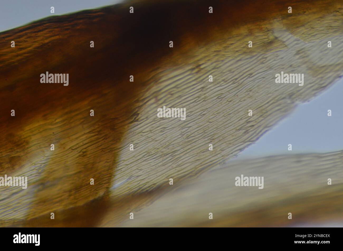 Streamside Leptodictyum Moss (Leptodictyum riparium Stock Photo - Alamy