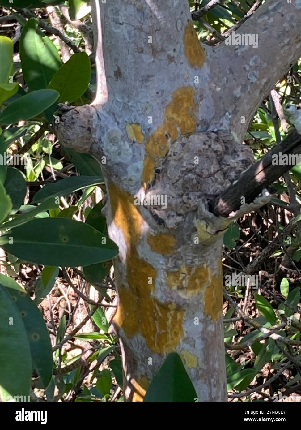 Orange Terrestrial Algae (Trentepohliales Stock Photo - Alamy