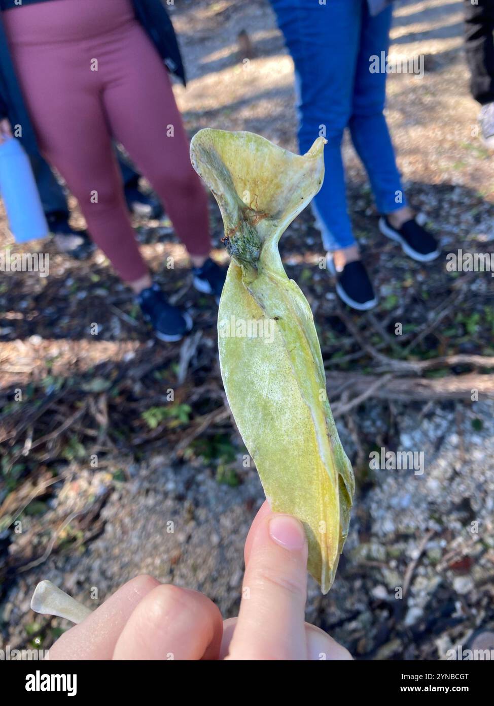 Ray-finned Fishes (Actinopterygii Stock Photo - Alamy