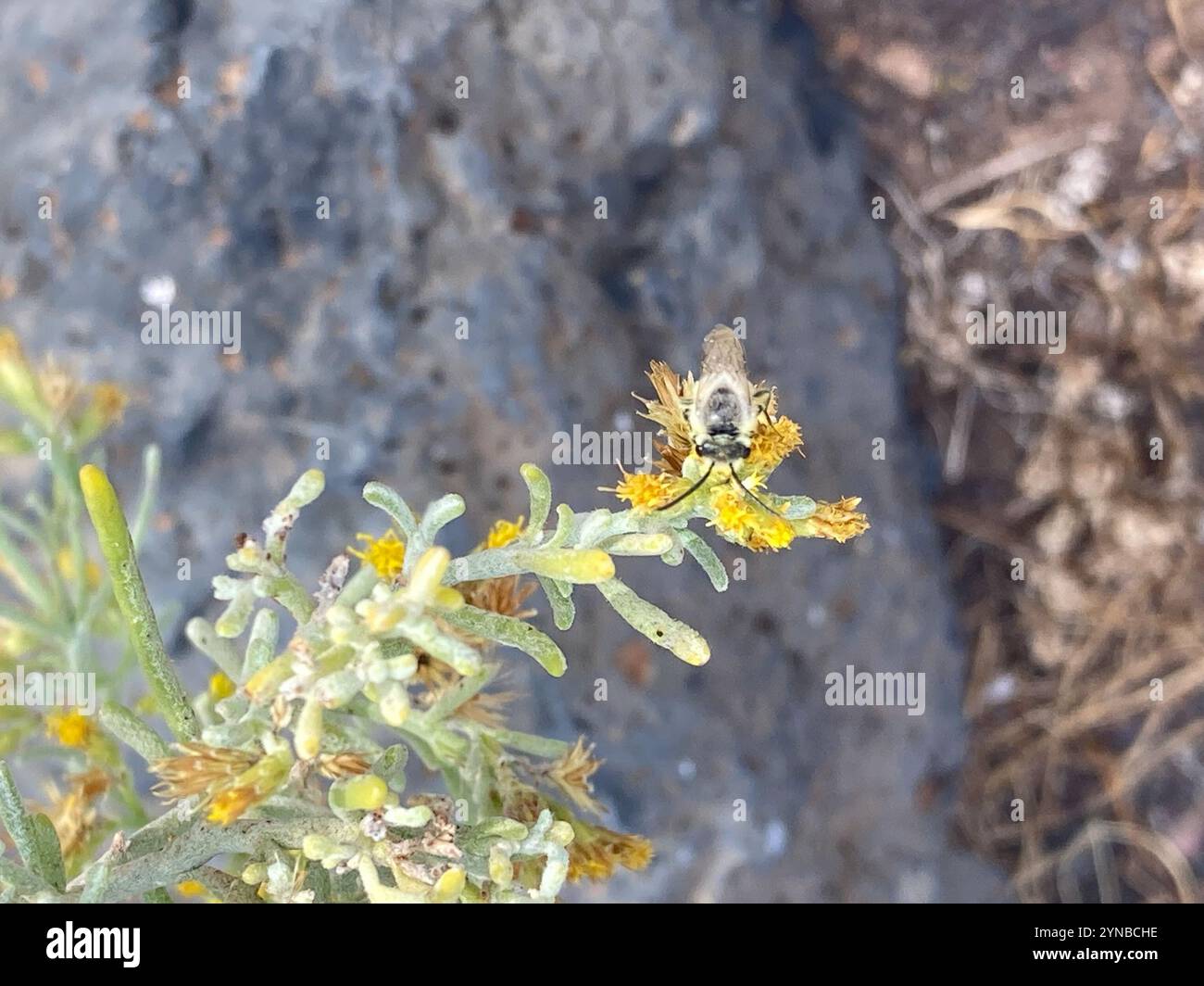 Morice's Cellophane Bee (Colletes moricei Stock Photo - Alamy