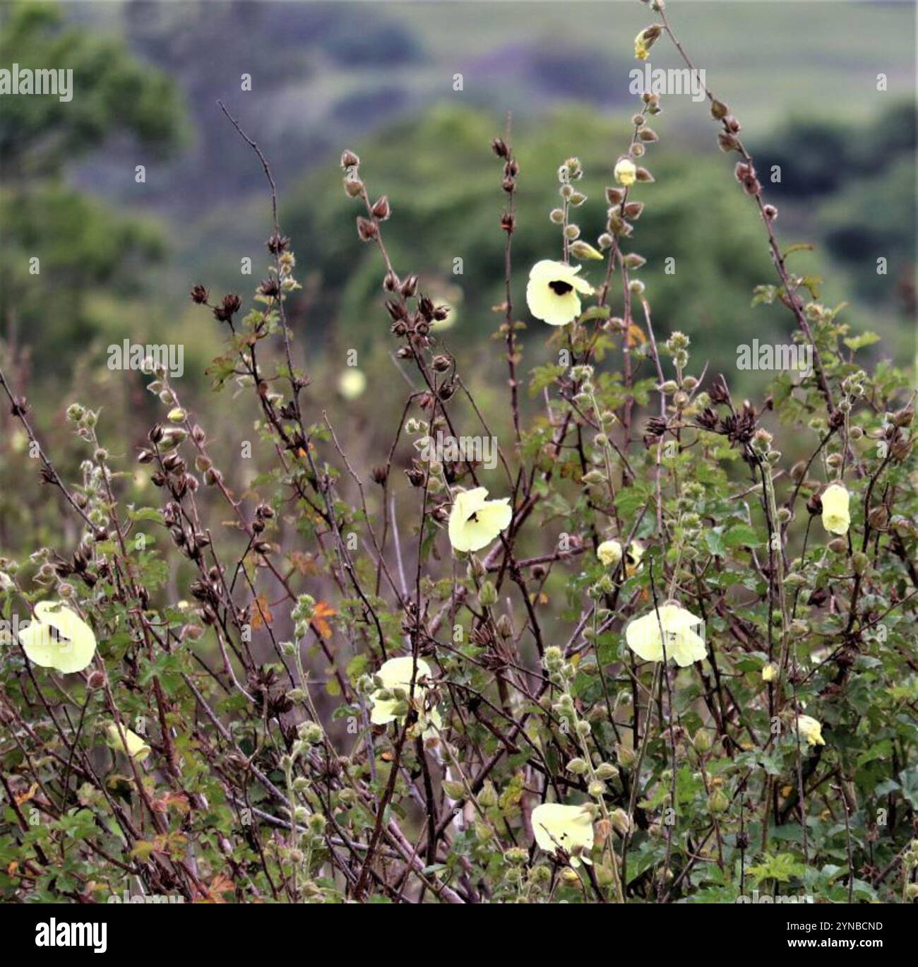 Prickly Tree Hibiscus (Hibiscus diversifolius diversifolius Stock Photo ...