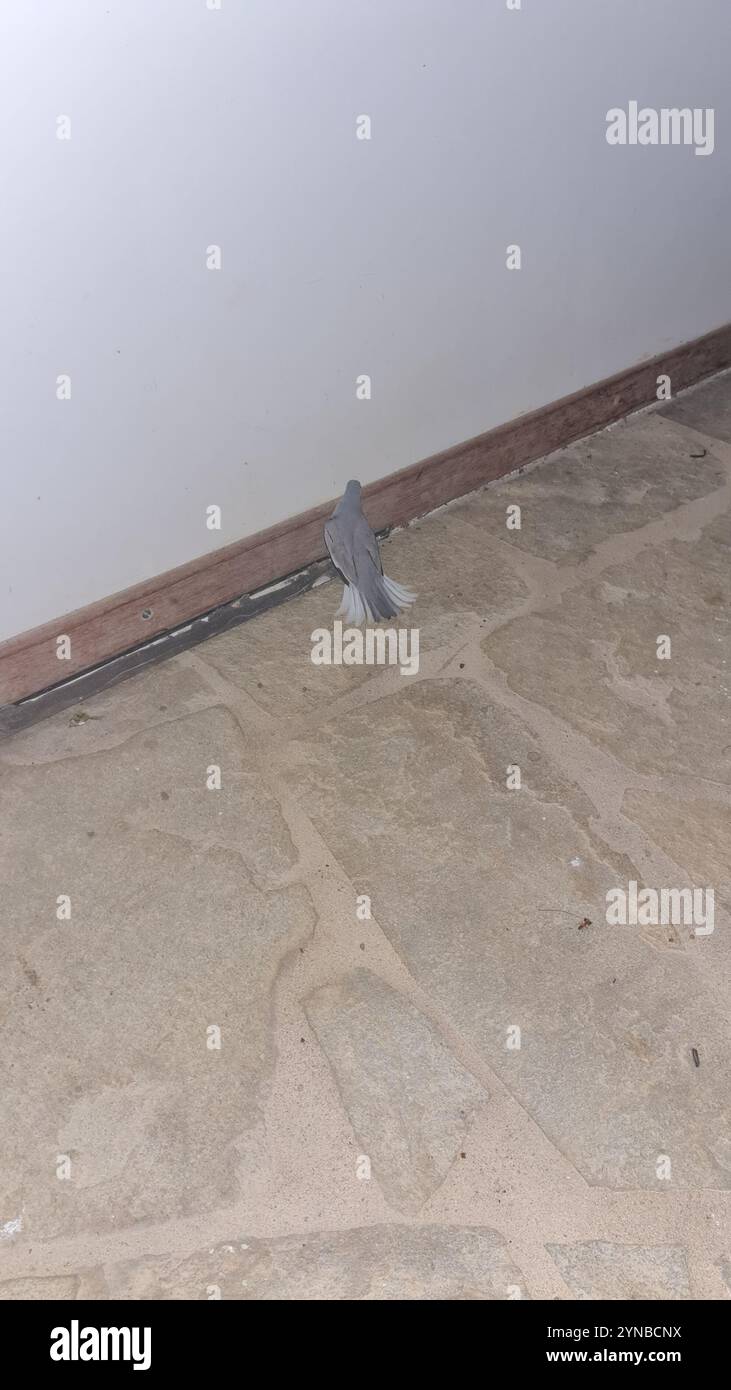 Picui ground dove columbina hi-res stock photography and images - Alamy