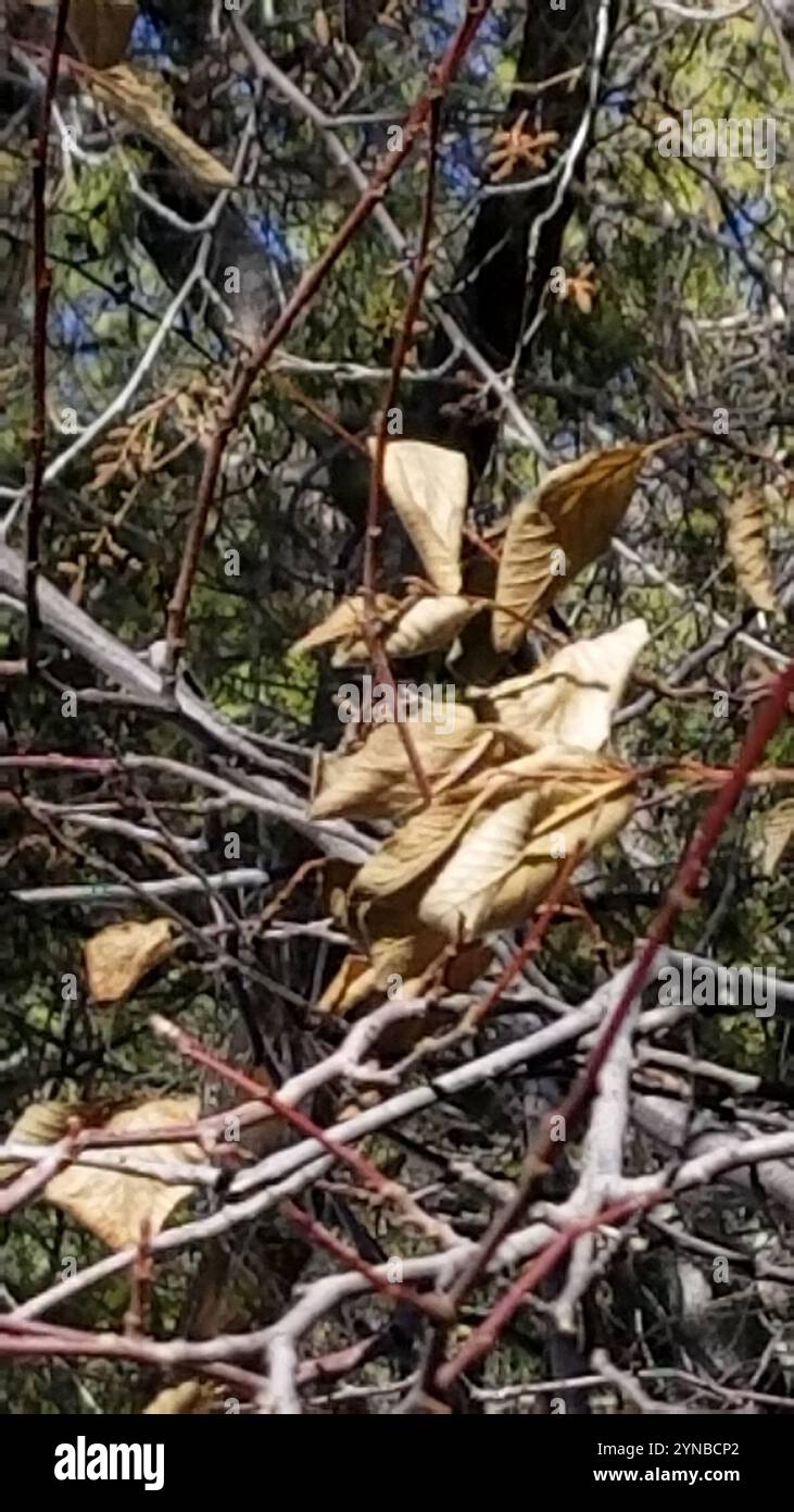 white alder (Alnus rhombifolia Stock Photo - Alamy