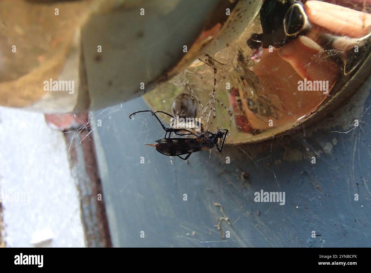 White porch spider (Cryptachaea gigantipes Stock Photo - Alamy