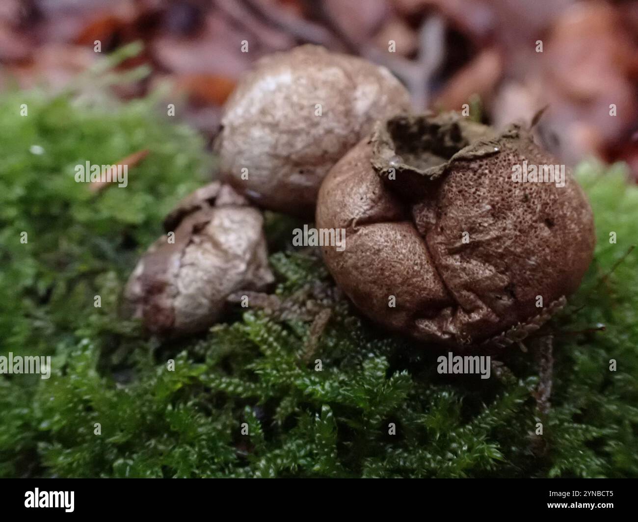 Pear-shaped Puffball (Apioperdon pyriforme Stock Photo - Alamy