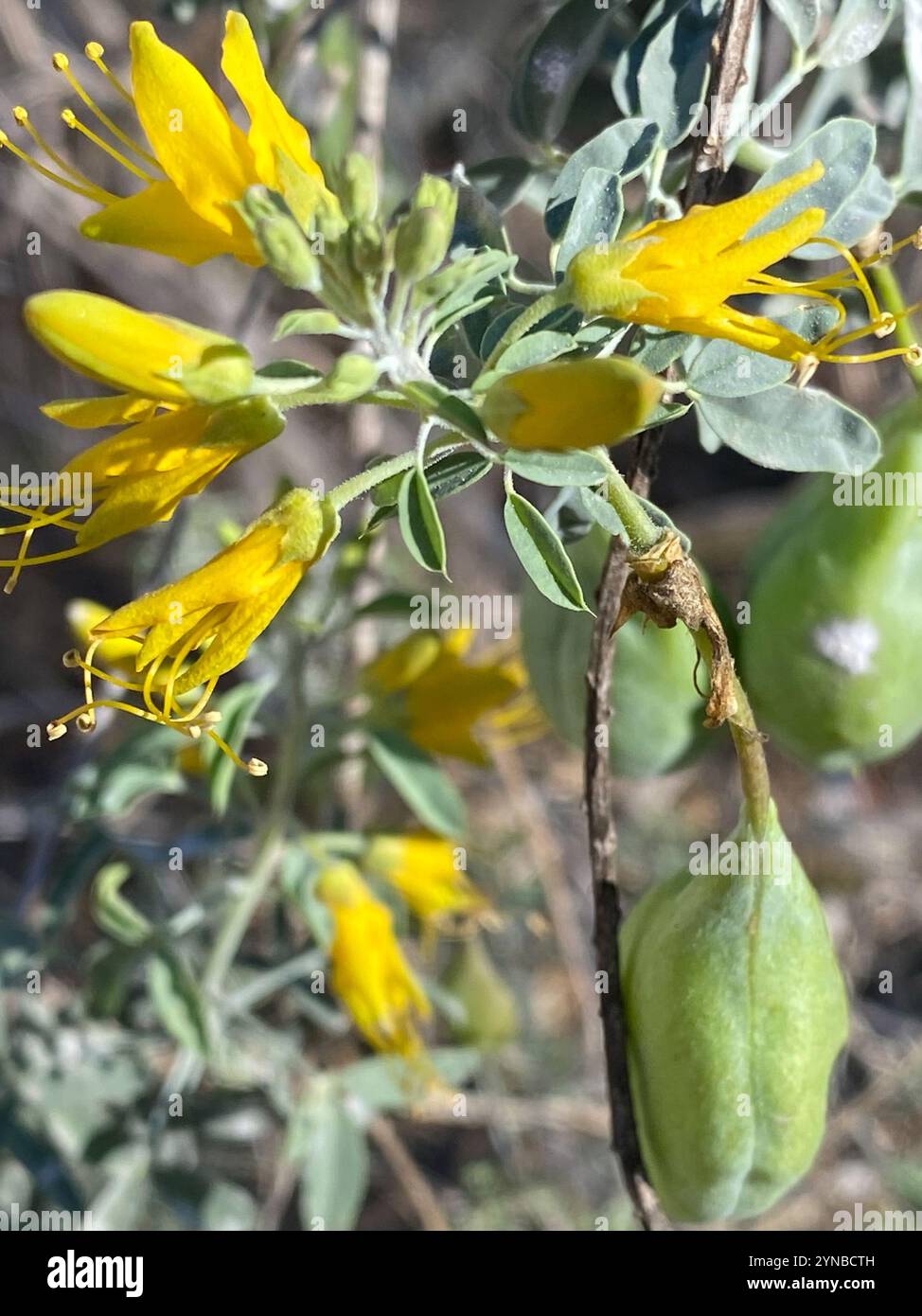 Bladderpod (Cleomella arborea Stock Photo - Alamy