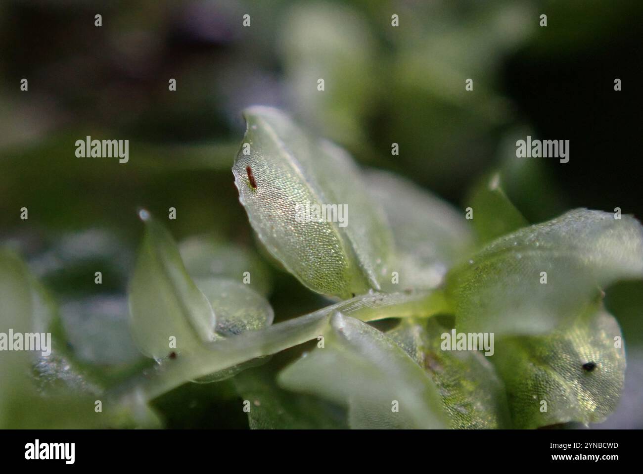 Long-beaked Thyme-moss (Plagiomnium rostratum Stock Photo - Alamy