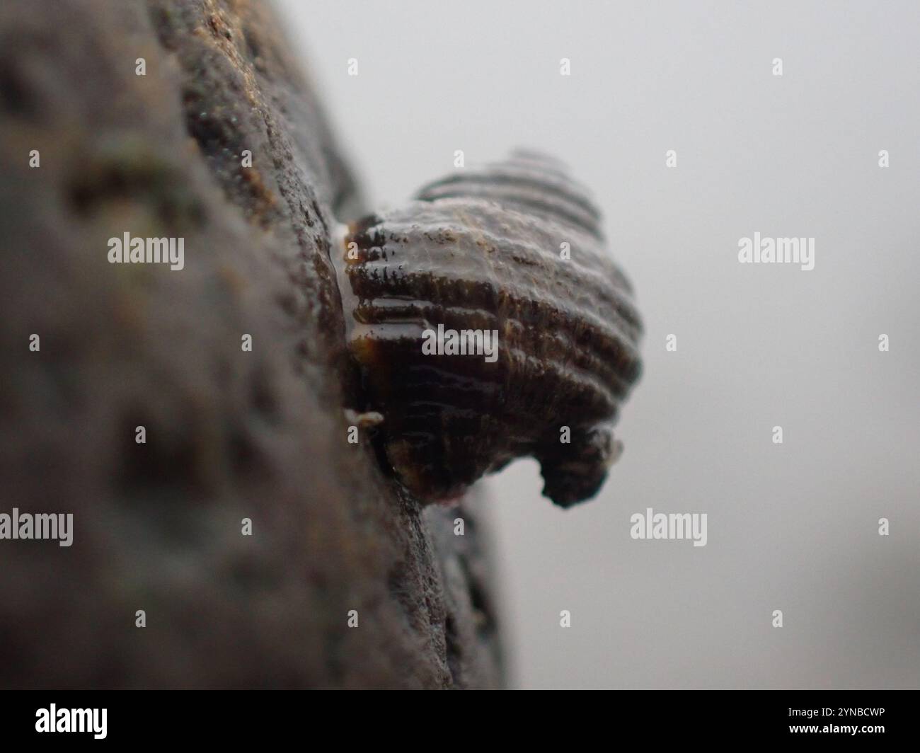Sitka Periwinkle (Littorina sitkana Stock Photo - Alamy