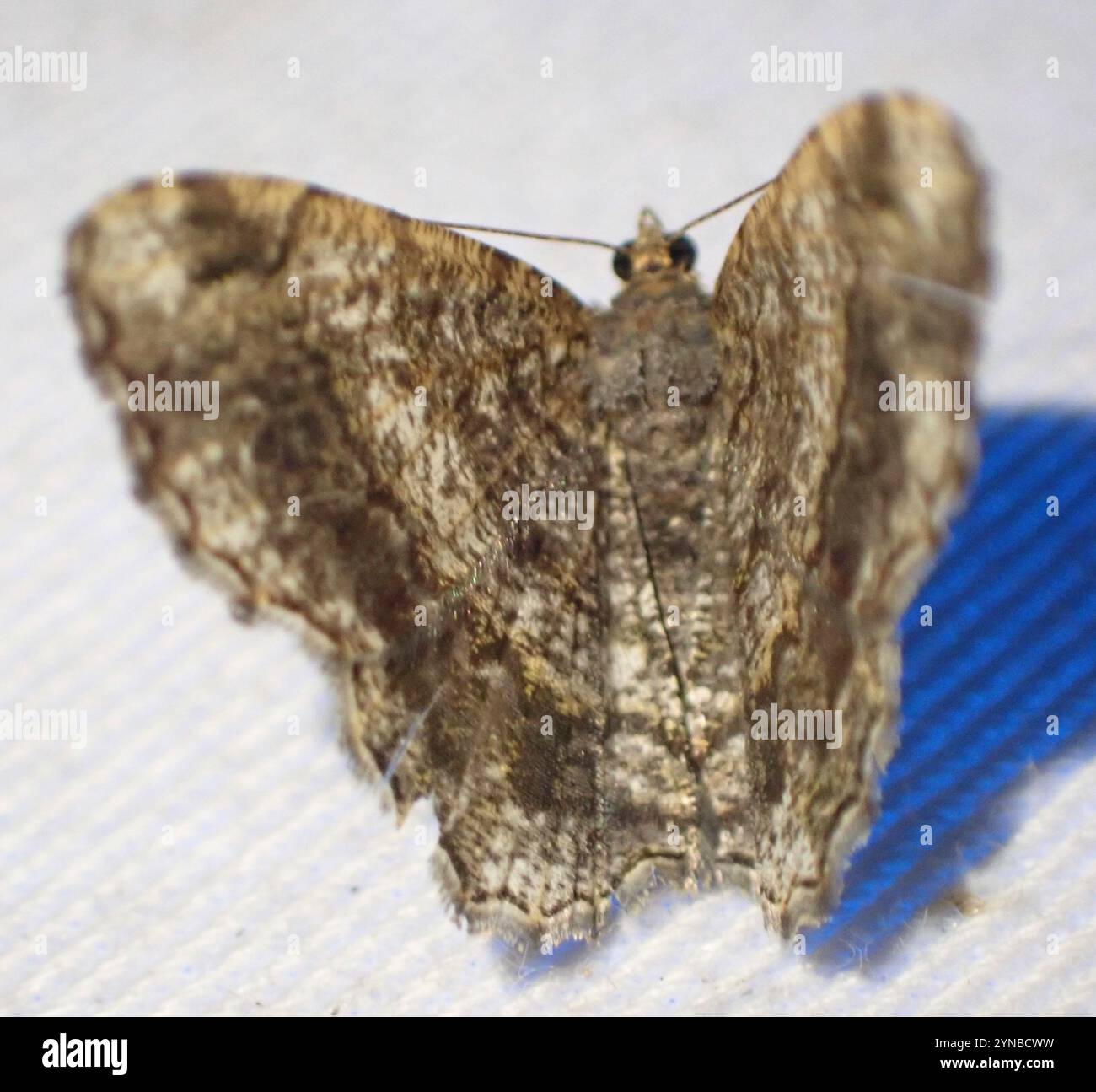 Butterflies and Moths (Lepidoptera Stock Photo - Alamy