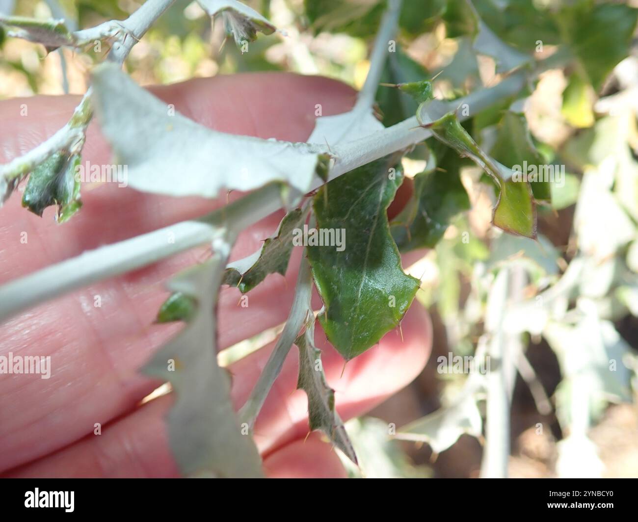 Grey African Thistle (Berkheya fruticosa Stock Photo - Alamy