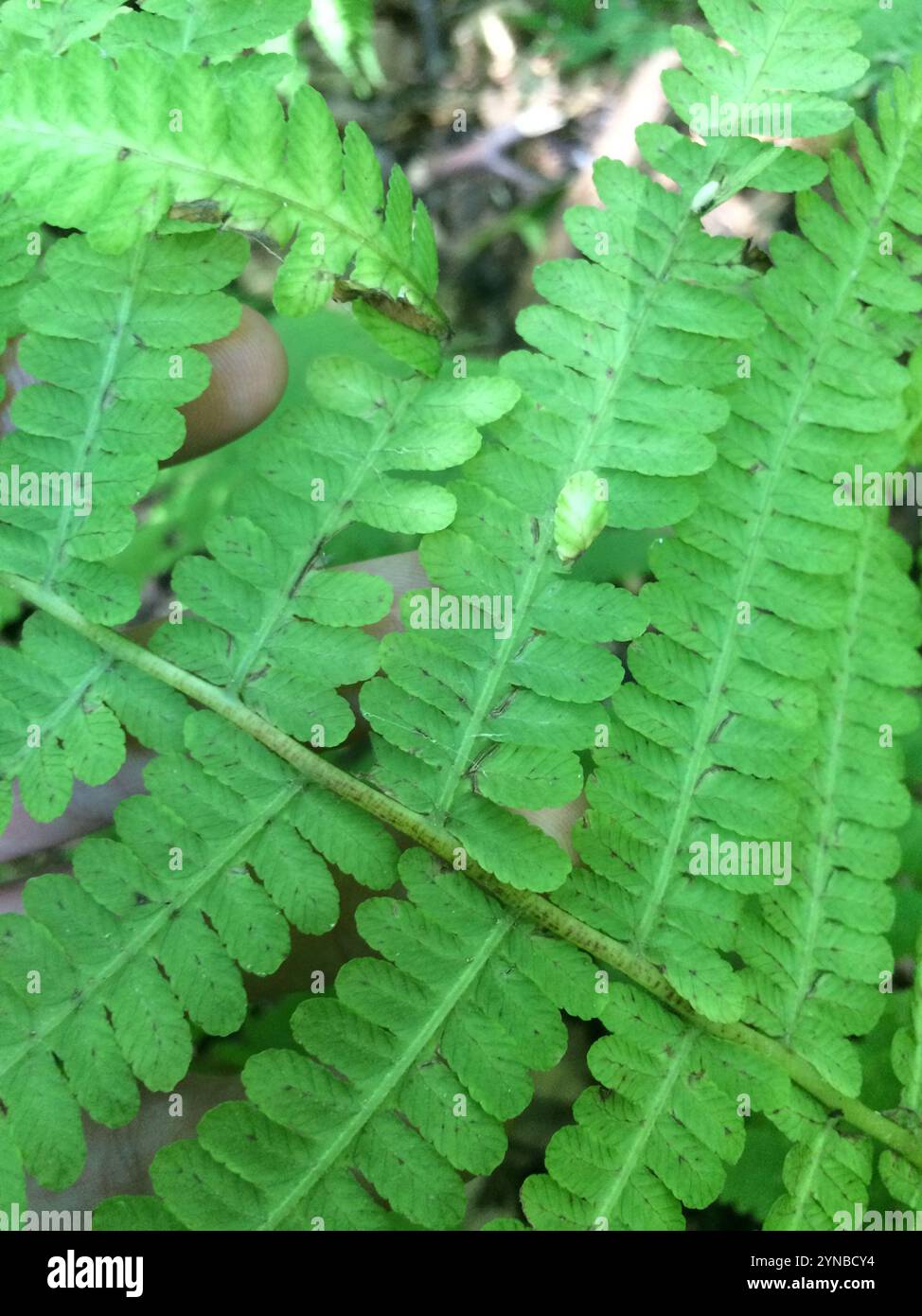 silvery glade fern (Deparia acrostichoides Stock Photo - Alamy