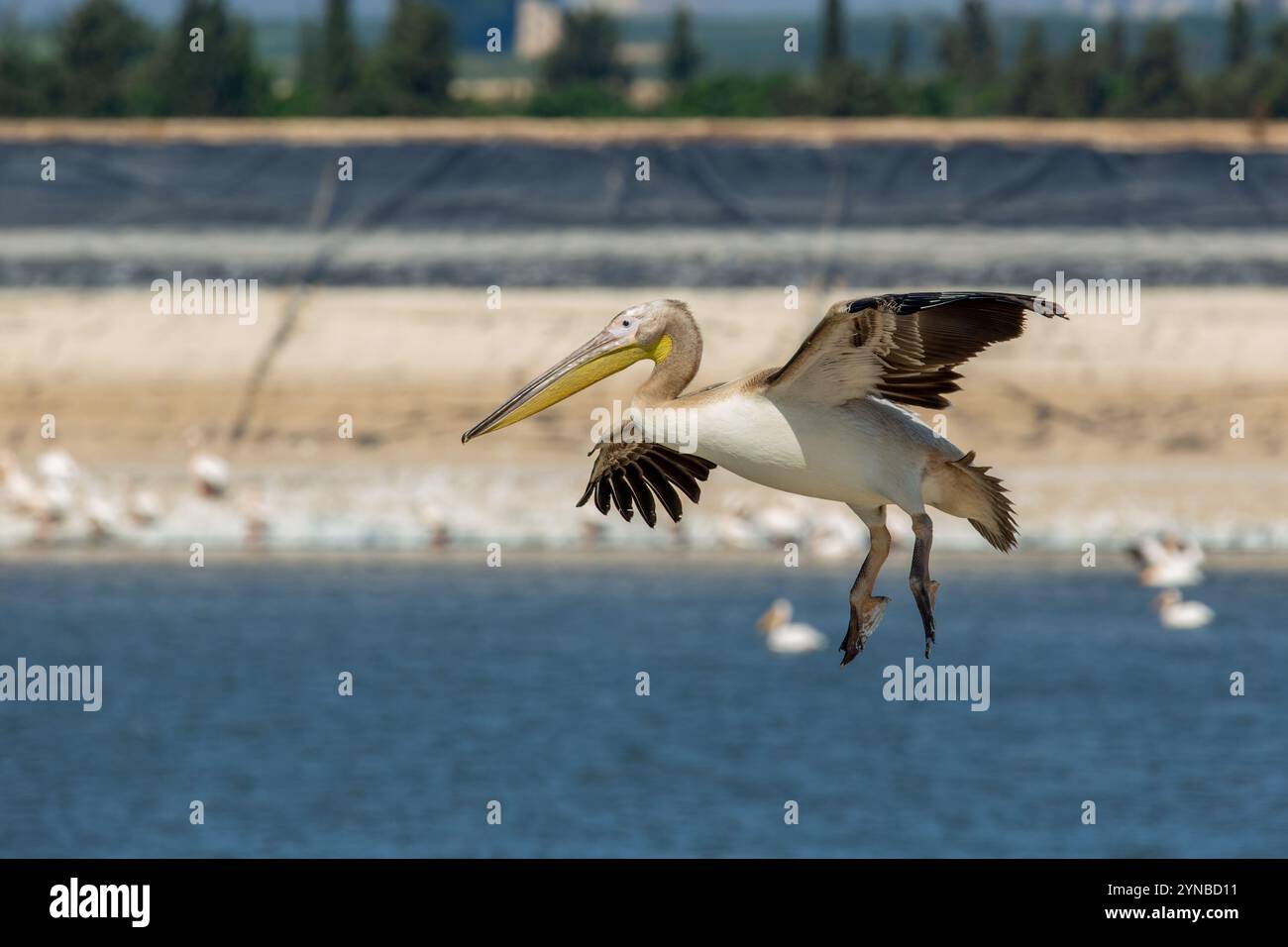 A large flock of Great White Pelican (Pelecanus onocrotalus) also known ...