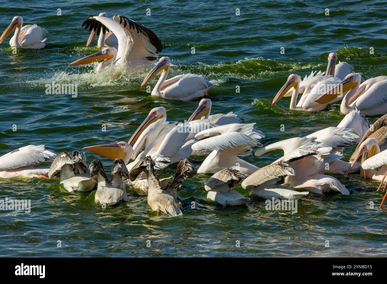 A large flock of Great White Pelican (Pelecanus onocrotalus) also known ...