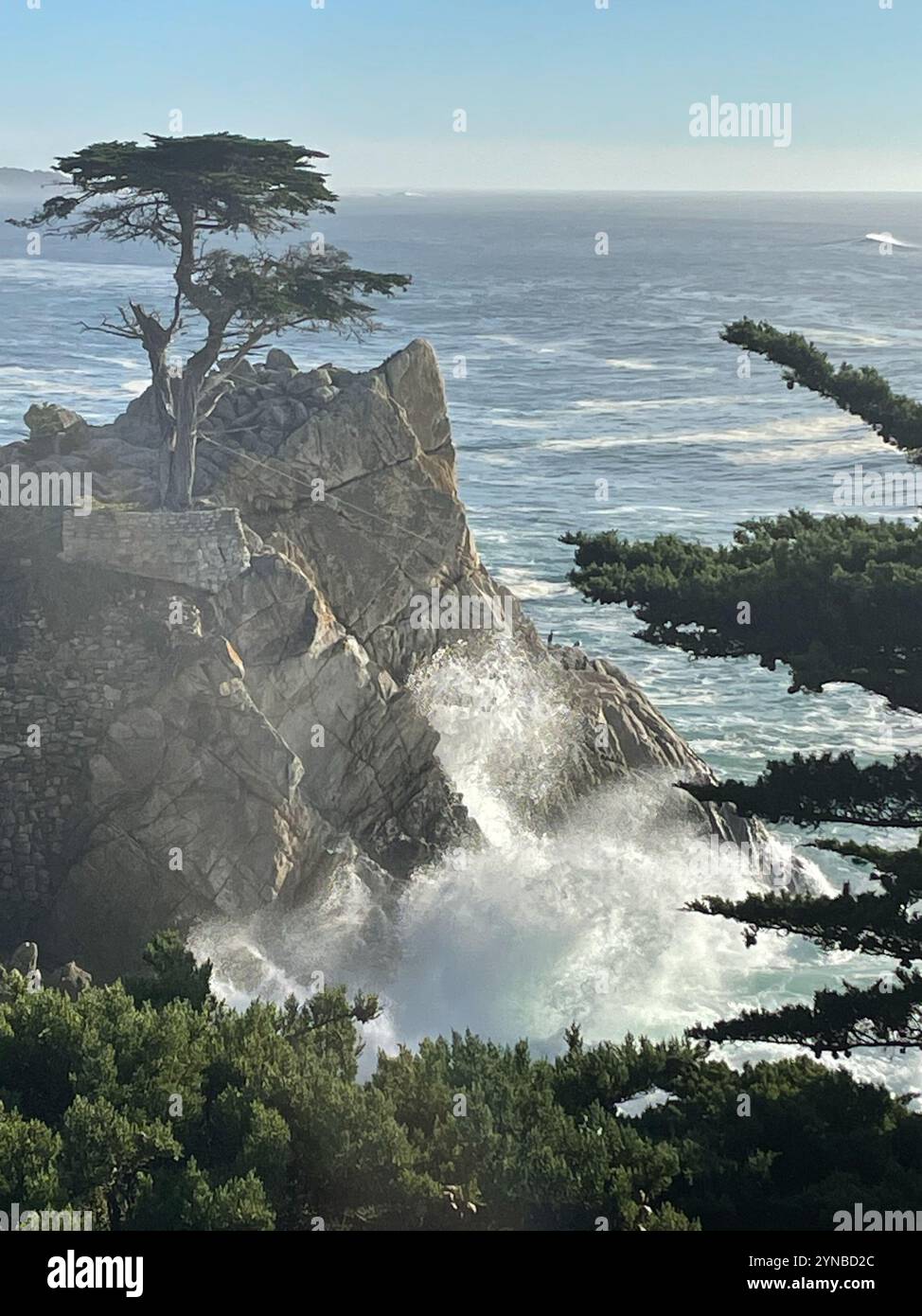 Monterey Cypress (Hesperocyparis macrocarpa Stock Photo - Alamy