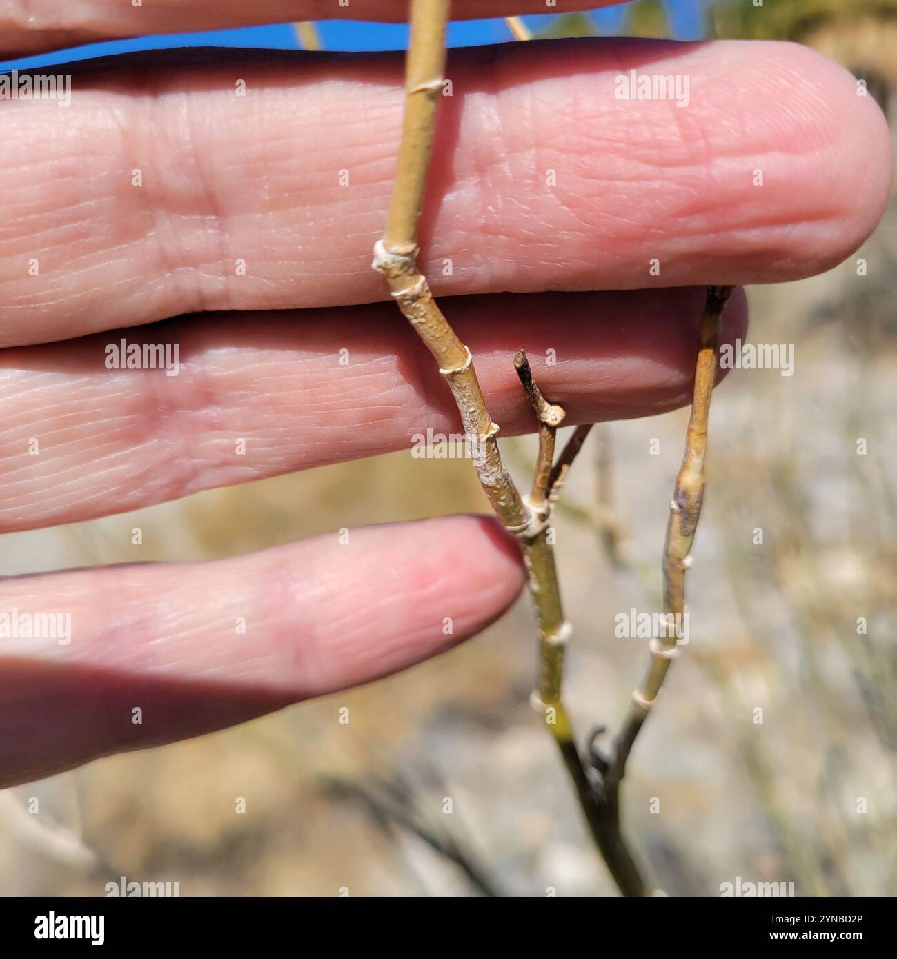 rush milkweed (Asclepias subulata Stock Photo - Alamy