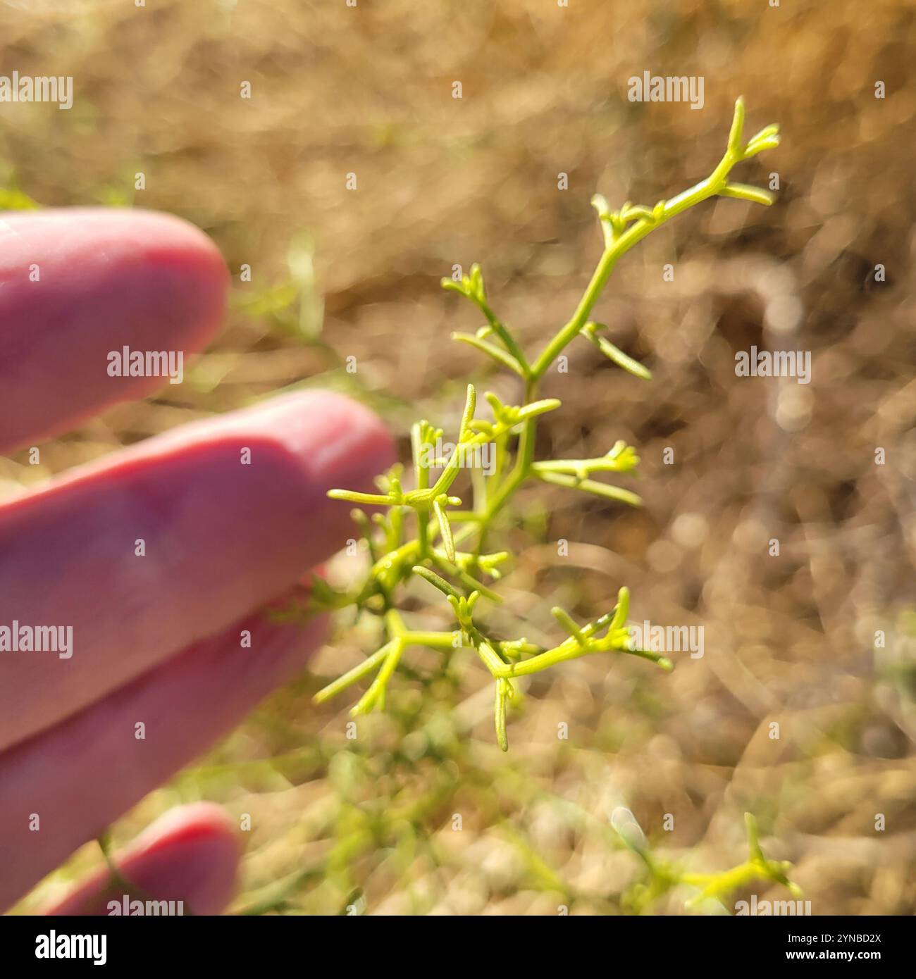 Cheesebush (Ambrosia salsola Stock Photo - Alamy