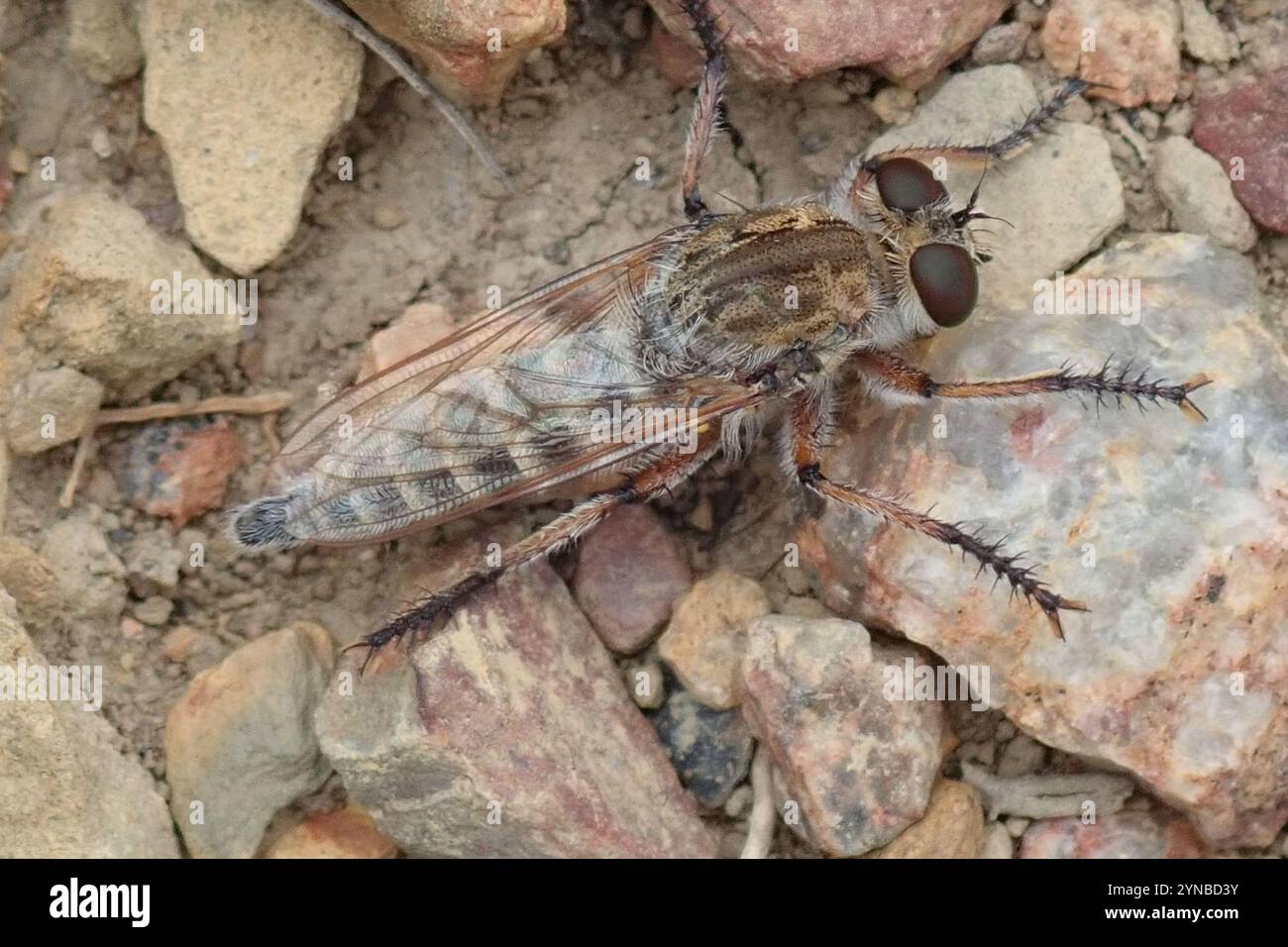 Giant Robber Flies (Promachus Stock Photo - Alamy
