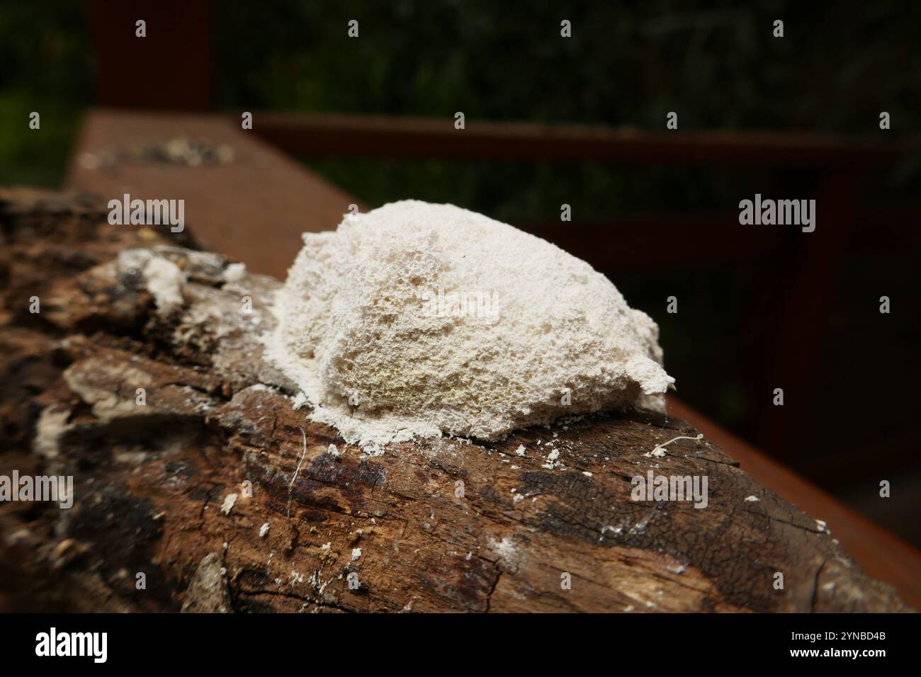 (Fuligo septica candida Stock Photo - Alamy