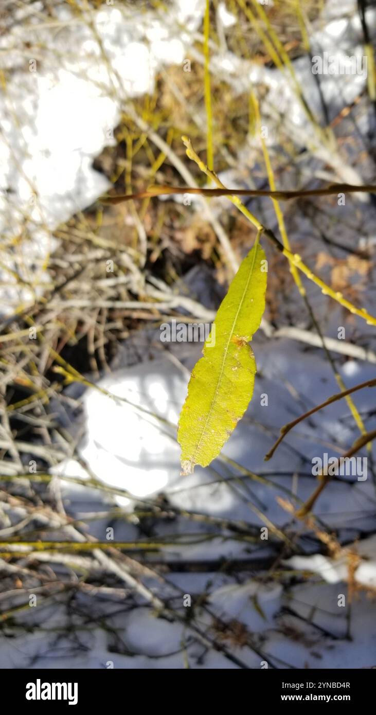 red willow (Salix laevigata Stock Photo - Alamy