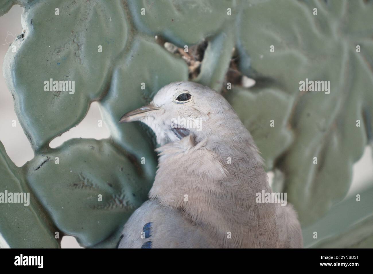 Picuí Ground Dove (Columbina picui Stock Photo - Alamy