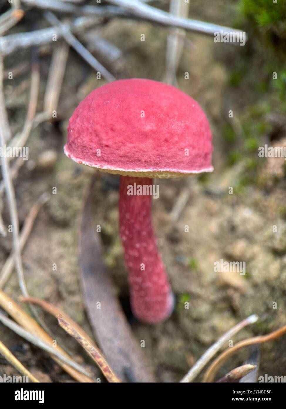 rhubarb bolete (Boletellus obscurecoccineus Stock Photo - Alamy